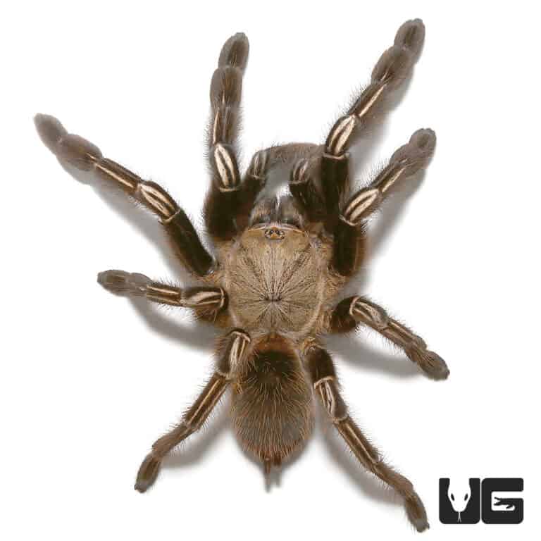 Skeleton Leg Tarantula (2 - 3'') - Underground Reptiles