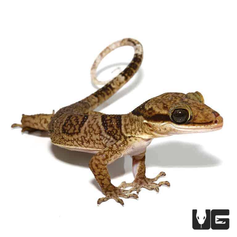 White Lined Geckos For Sale - Underground Reptiles