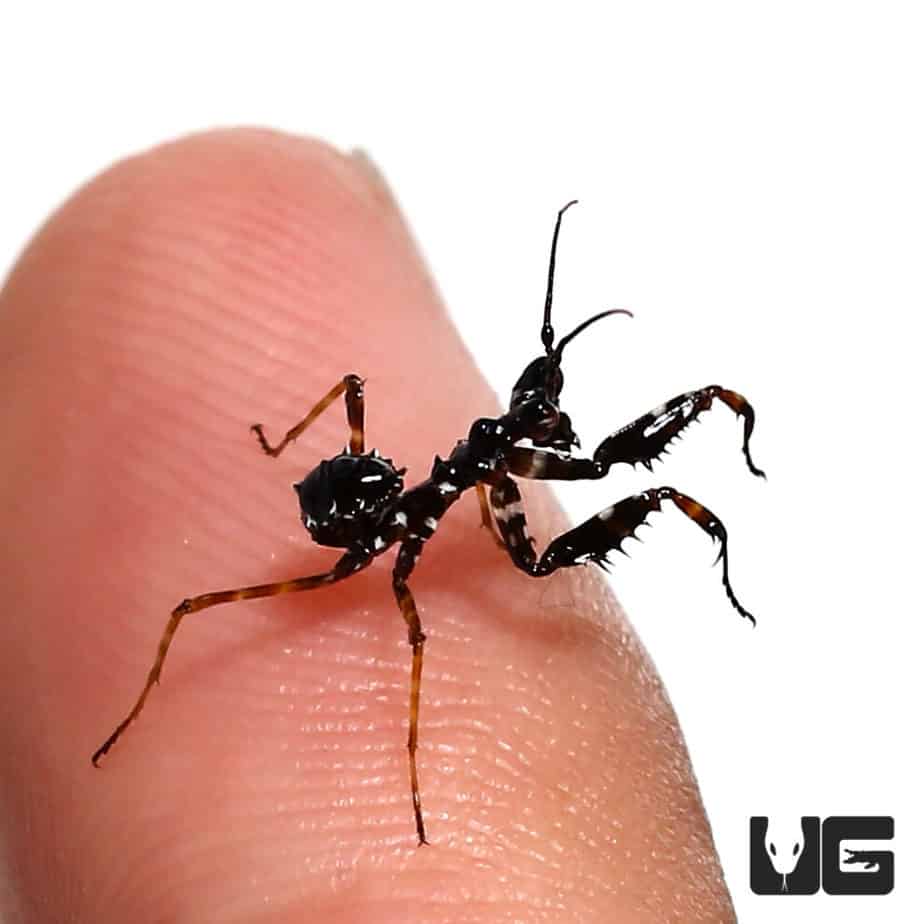 Mantis For Sale - Underground Reptiles