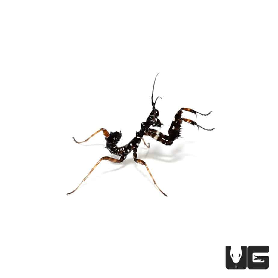 Spiny Flower Mantis - Underground Reptiles