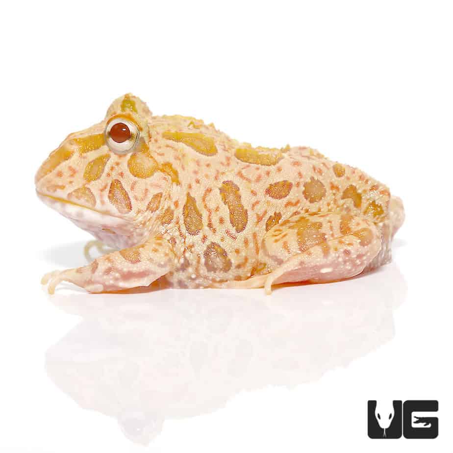 Strawberry Pineapple Pacman Frogs For Sale - Underground Reptiles