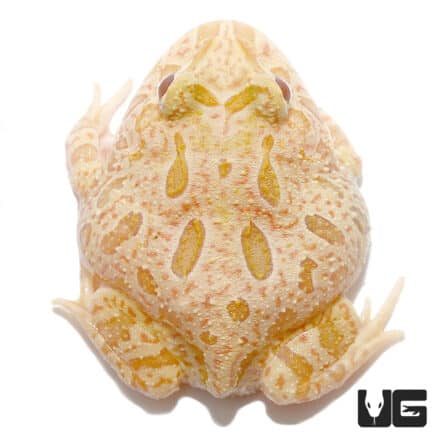 Strawberry Pineapple Pacman Frogs For Sale - Underground Reptiles