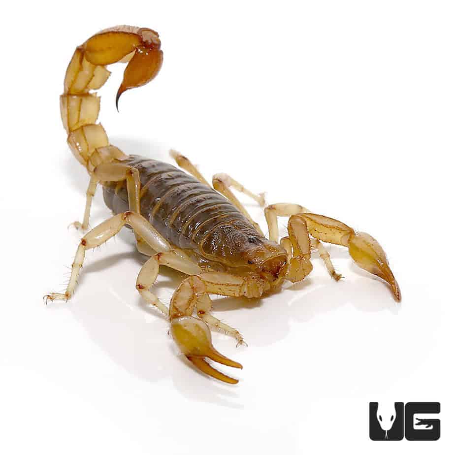 Striped Devil Scorpions For Sale - Underground Reptiles