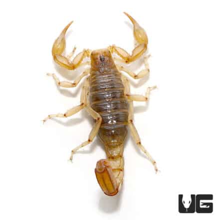 Striped Devil Scorpions For Sale - Underground Reptiles