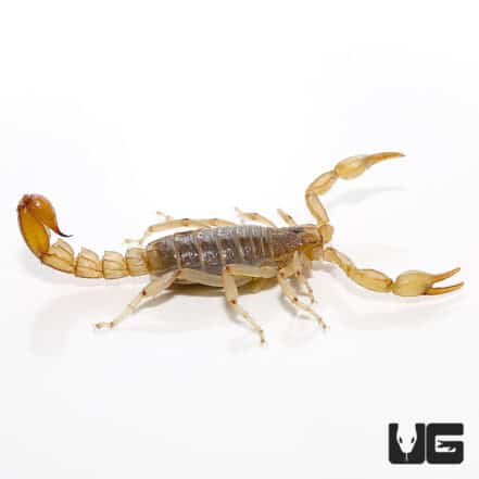 Striped Devil Scorpions For Sale - Underground Reptiles