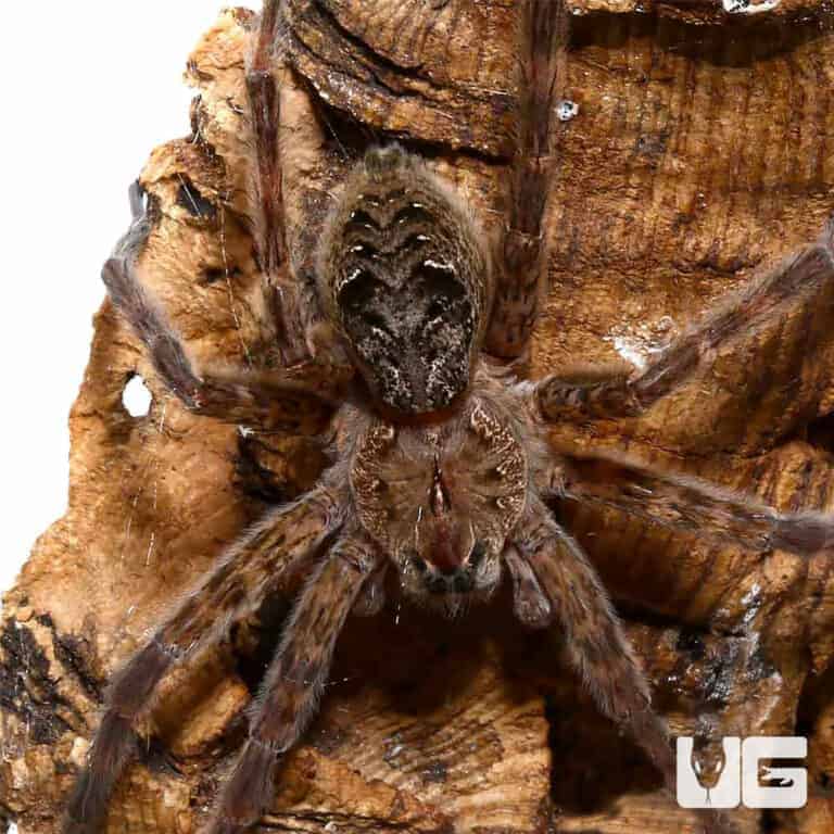 Swamp Fishing Spider (4 - 5'') - Underground Reptiles