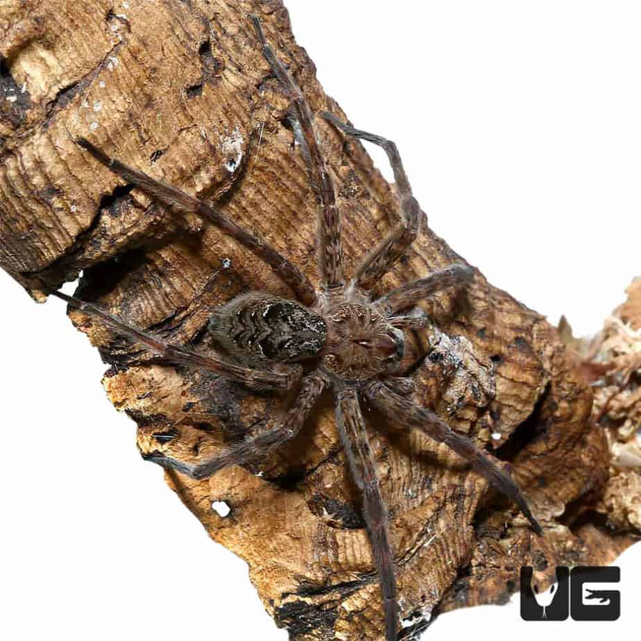 Swamp Fishing Spider (4 - 5'') - Underground Reptiles