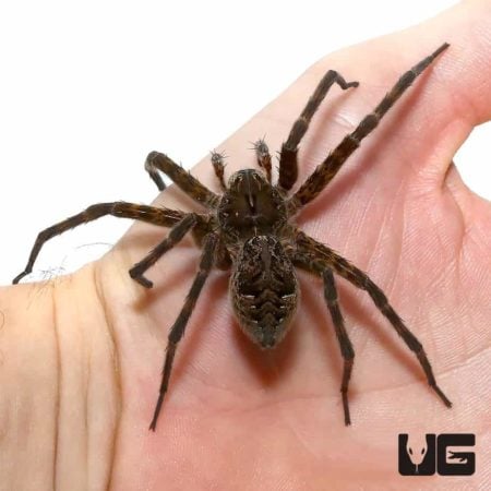 Swamp Fishing Spider (4 - 5'') - Underground Reptiles