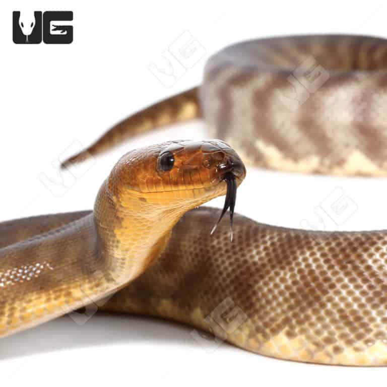 Baby Pastel GHI Ball Python For Sale - Underground Reptiles