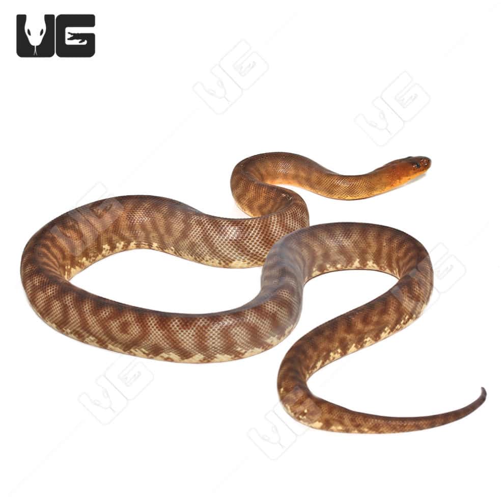 Baby Pastel GHI Ball Python For Sale - Underground Reptiles