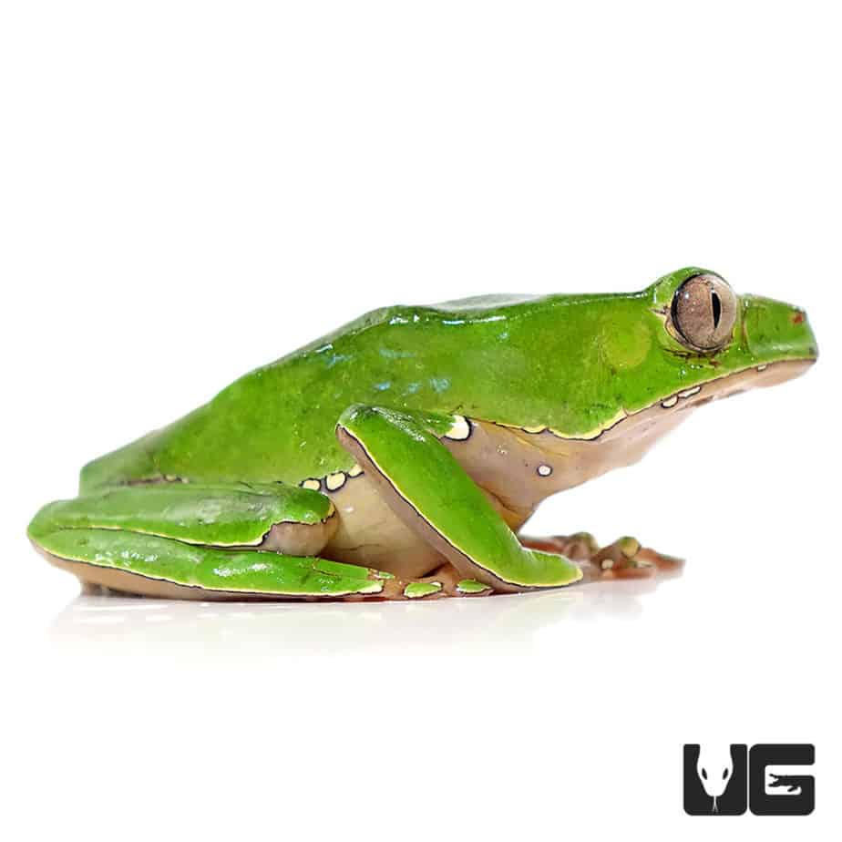 Giant Waxy Monkey Tree Frog (Phyllomedusa bicolor) For Sale ...