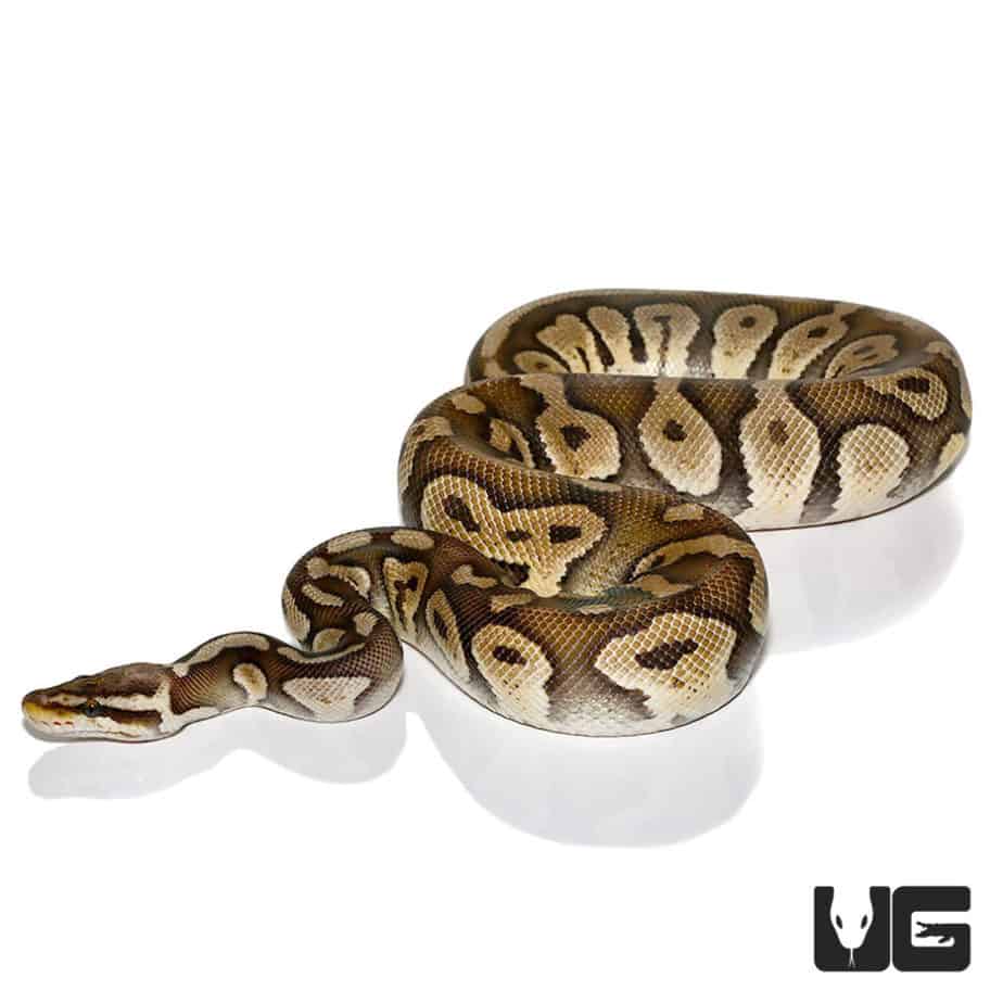 Baby Ball Pythons For Sale - Underground Reptiles