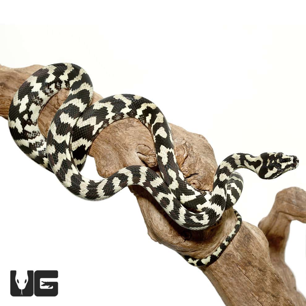 Male Jungle Carpet Pythons For Sale - Underground Reptiles