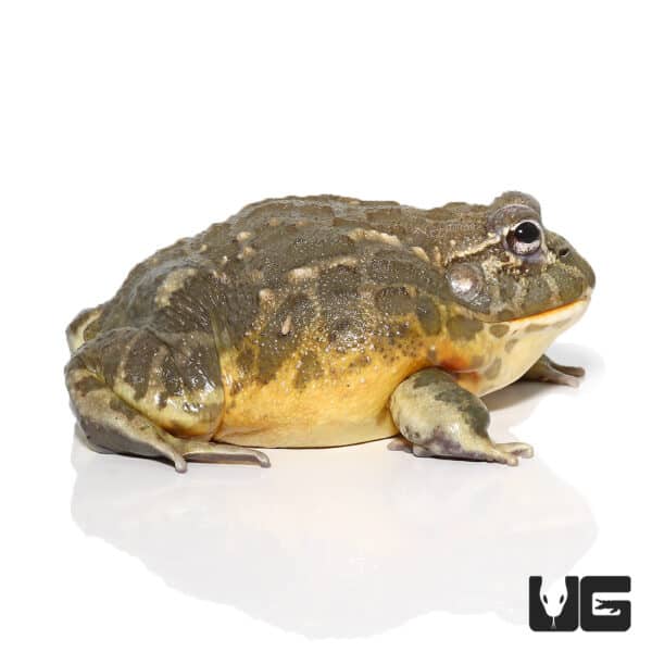 Adult Giant Pixie Frog (Pyxicephalus adspersus) For Sale - Underground ...