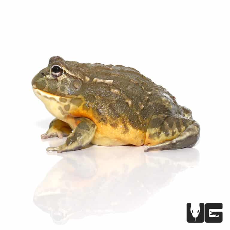Adult Giant Pixie Frog (Pyxicephalus adspersus) For Sale - Underground ...