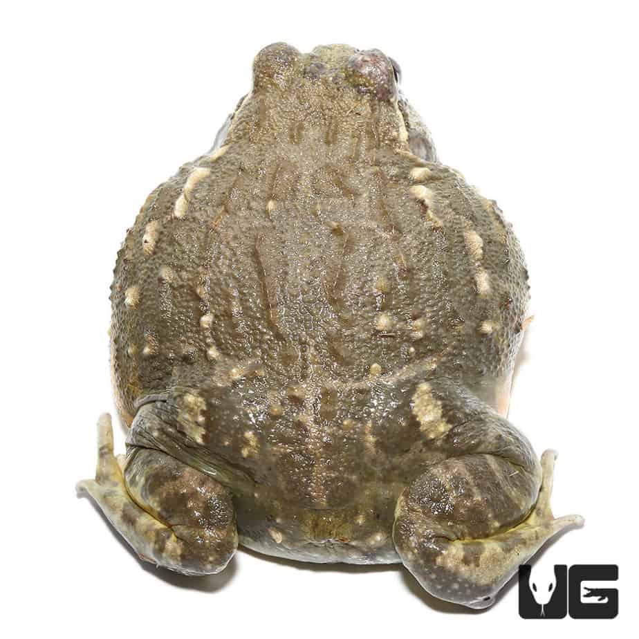 Adult Giant Pixie Frog (Pyxicephalus adspersus) For Sale - Underground ...