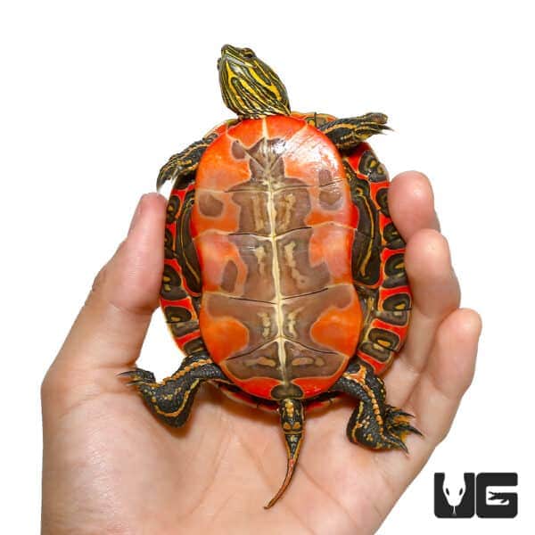 Turtles For Sale - Underground Reptiles