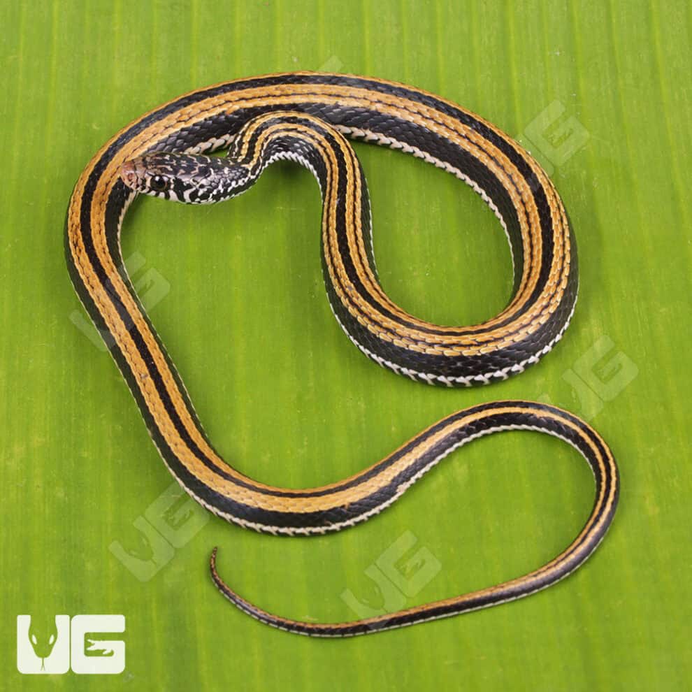 Striped Keelback Water Snakes For Sale - Underground Reptiles
