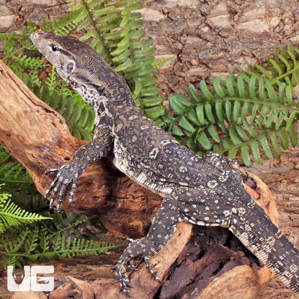 New Reptiles & Amphibians - Underground Reptiles