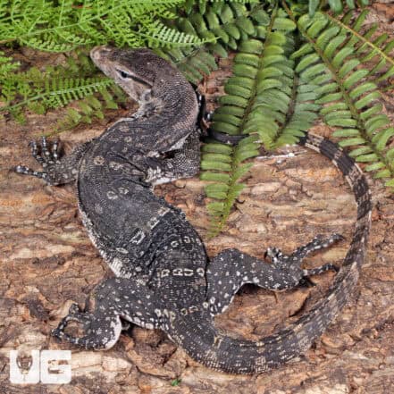 Axanthic Water Monitors For Sale - Underground Reptiles