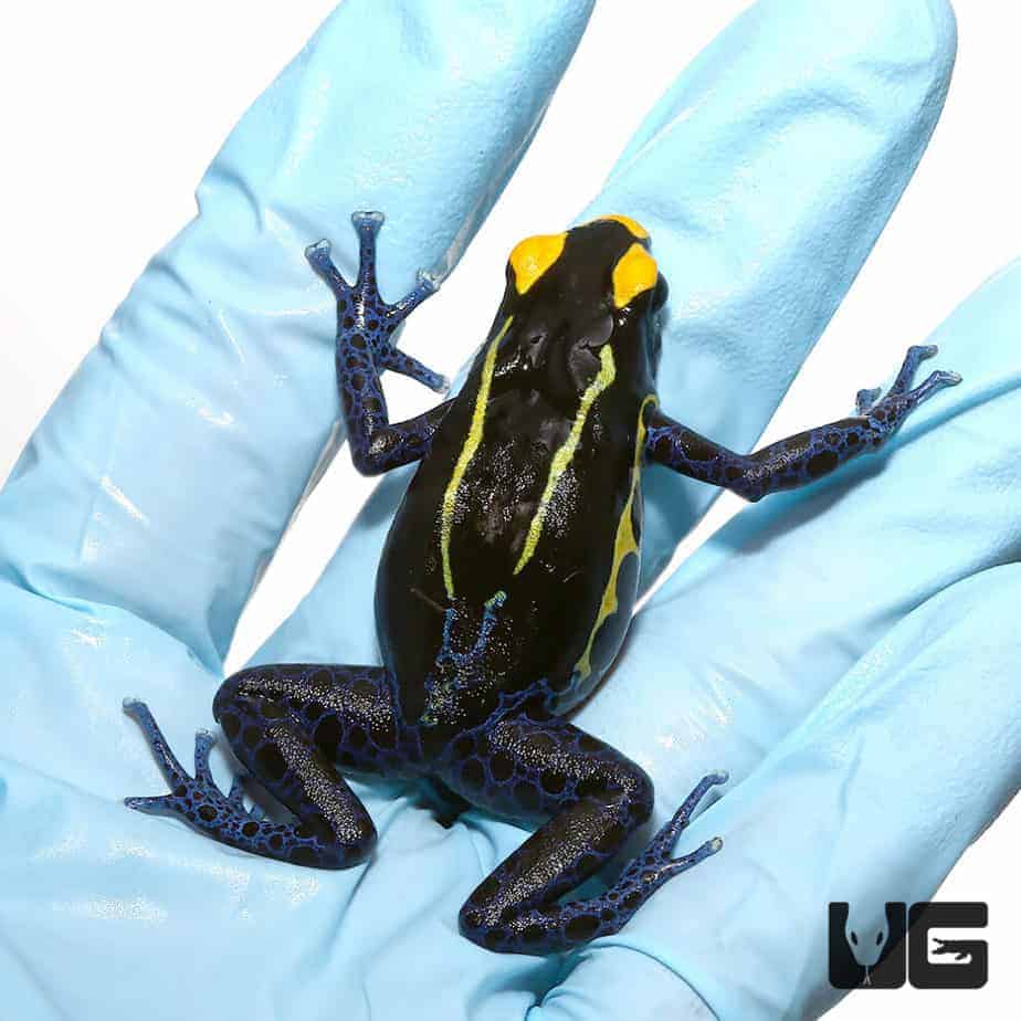 Adult Alanis Tinctorius Dart Frogs (Dendrobates tinctorious) For Sale ...