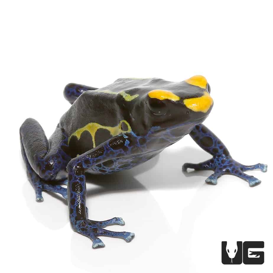 Adult Alanis Tinctorius Dart Frogs (Dendrobates tinctorious) For Sale ...