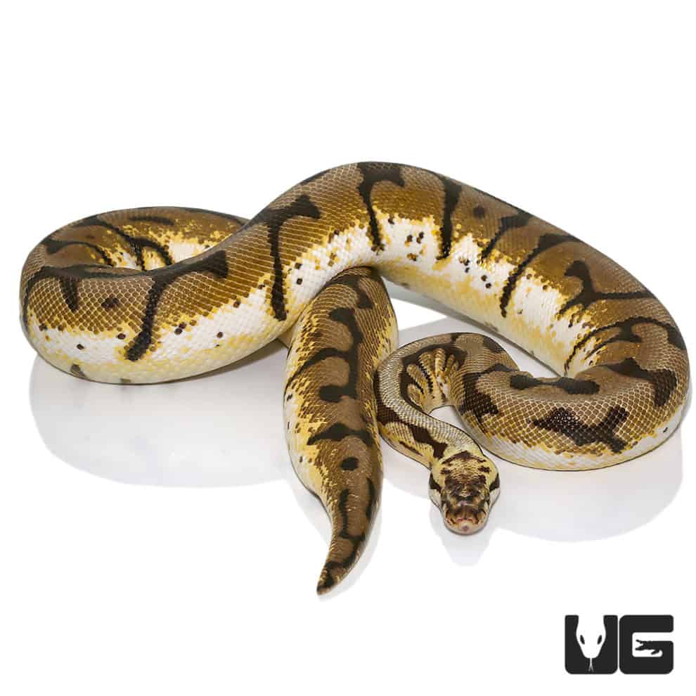 Ball Pythons For Sale - Underground Reptiles