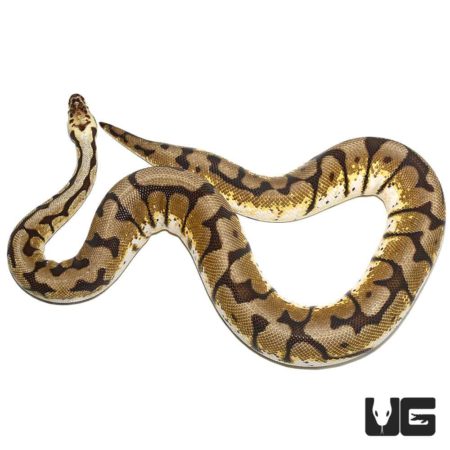 Baby Bumblebee Butter Enchi Ball Python For Sale - Underground Reptiles