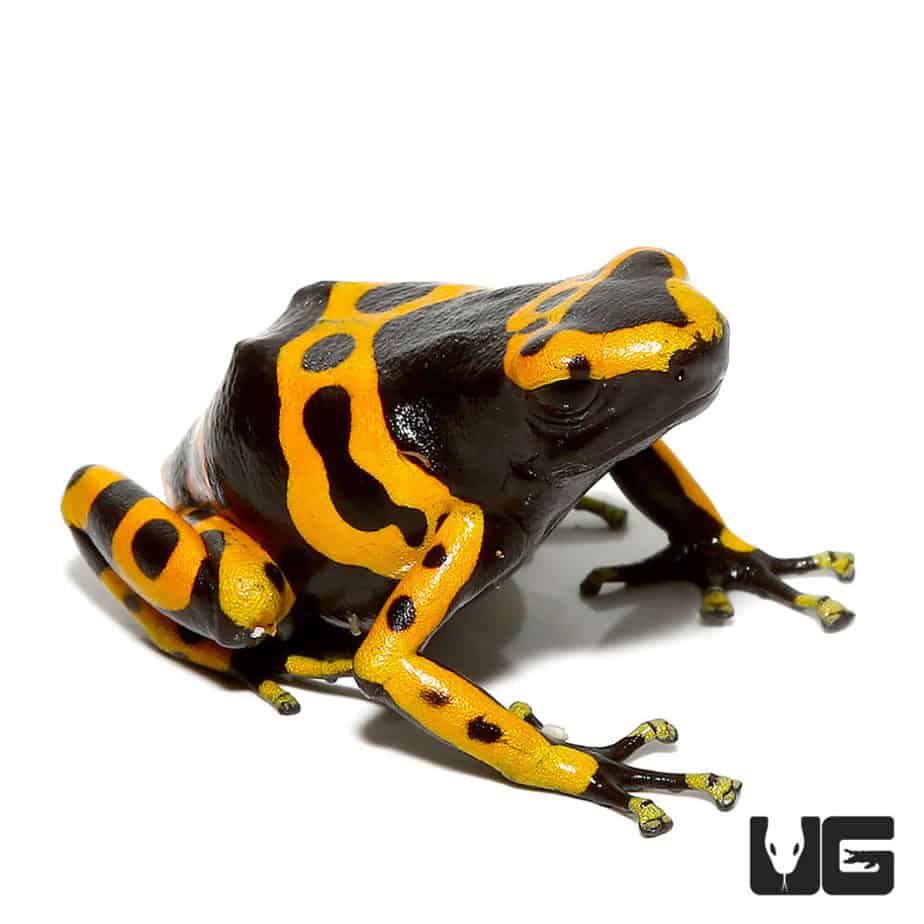 Adult Bumblebee Dart Frog - Underground Reptiles