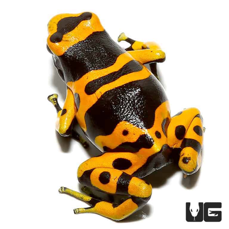 Adult Bumblebee Dart Frog - Underground Reptiles