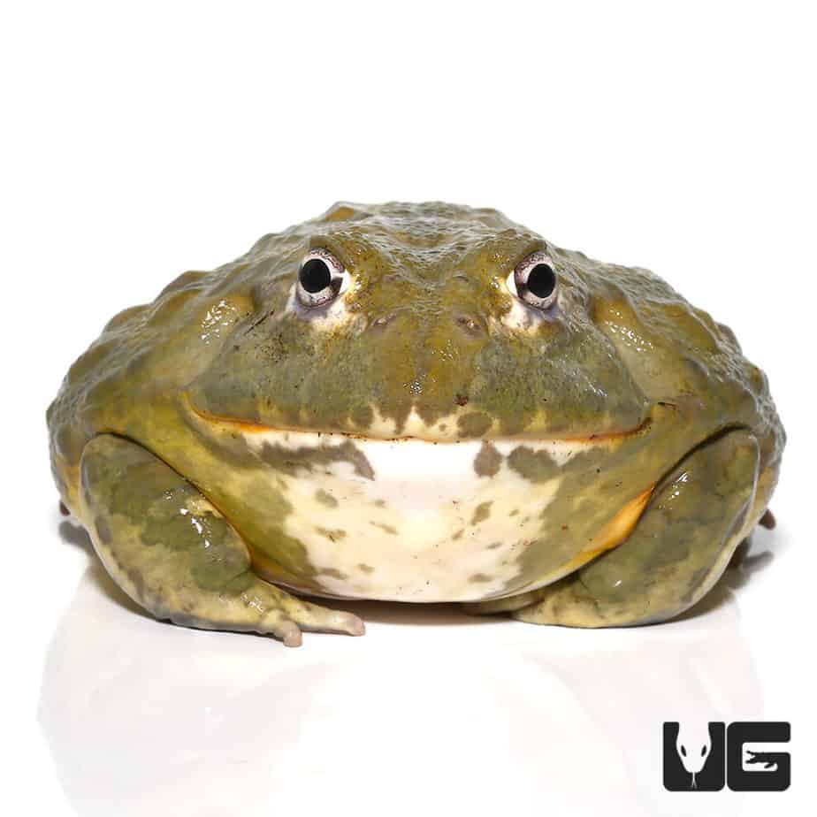 Large Adult Giant Pixie Frog (Pyxicephalus adspersus) For Sale ...