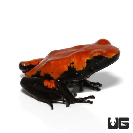 Orange Splash Back Dart Frogs For Sale - Underground Reptiles