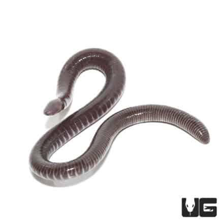 Baby Giant Mexican Caecilian for sale - Underground Reptiles