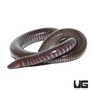 Baby Giant Mexican Caecilian for sale - Underground Reptiles