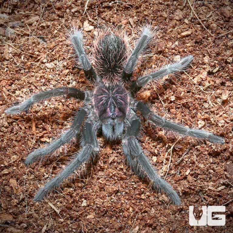 Amazon Blue Bloom Bird Eater Tarantula (xenesthis intermedia) For sale ...
