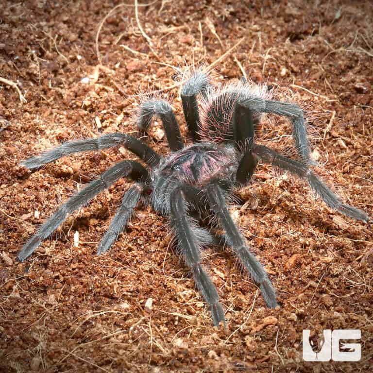 Amazon Blue Bloom Bird Eater Tarantula (xenesthis intermedia) For sale ...