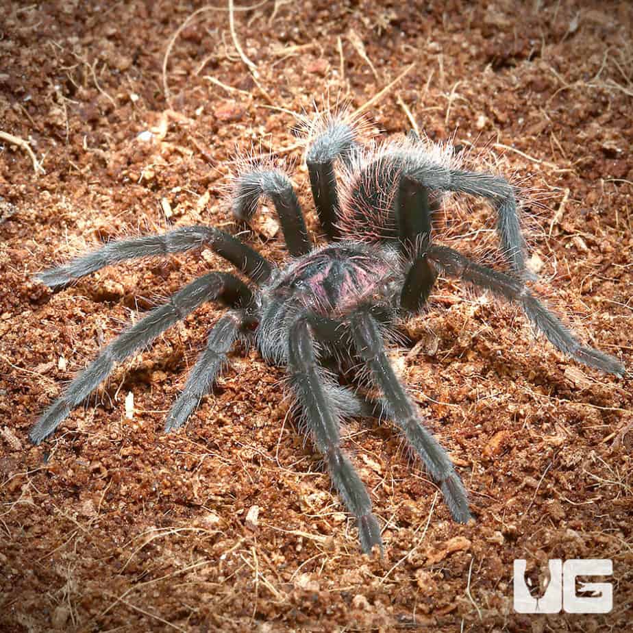 Amazon Blue Bloom Bird Eater Tarantula (xenesthis intermedia) For sale ...
