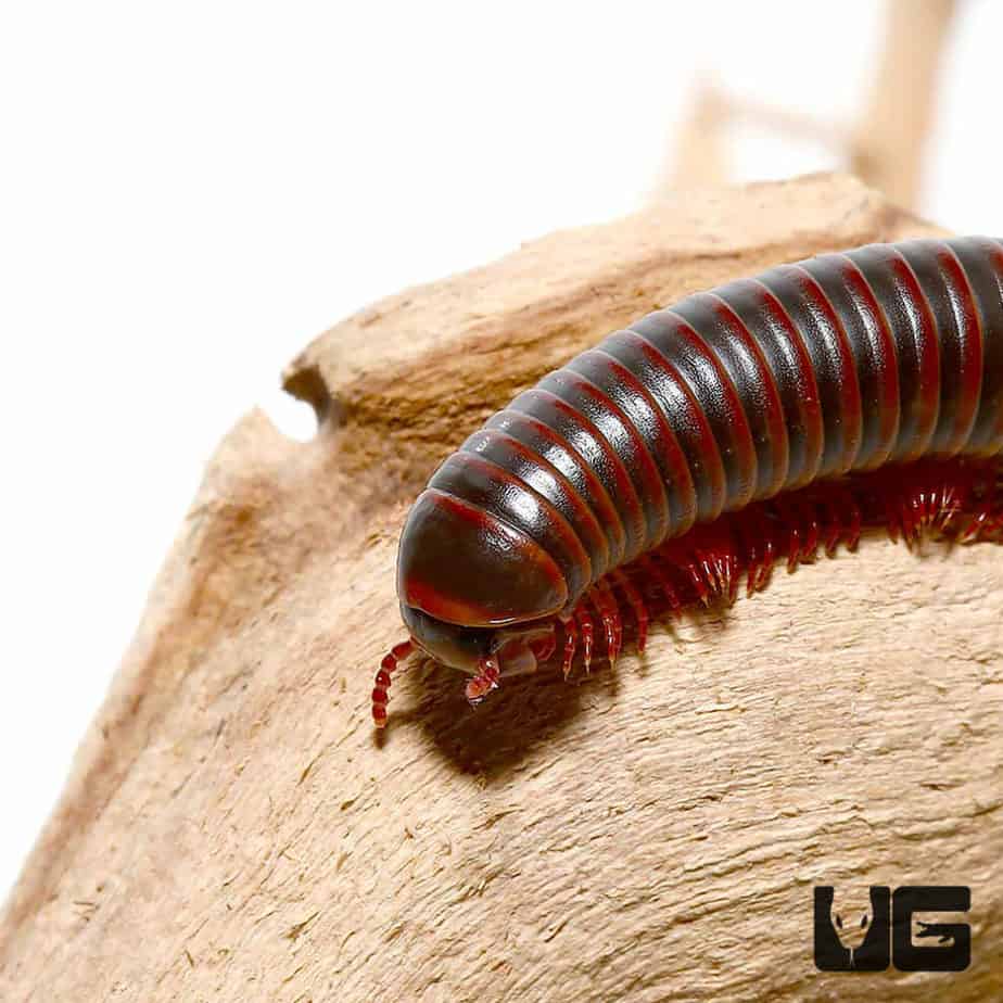 Centipedes, Millipedes and More For Sale - Underground Reptiles