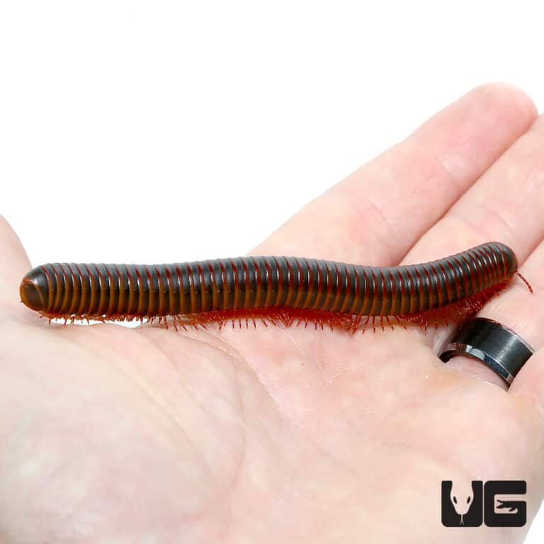 American Giant Millipede (Narceus americanus) For Sale - Underground ...