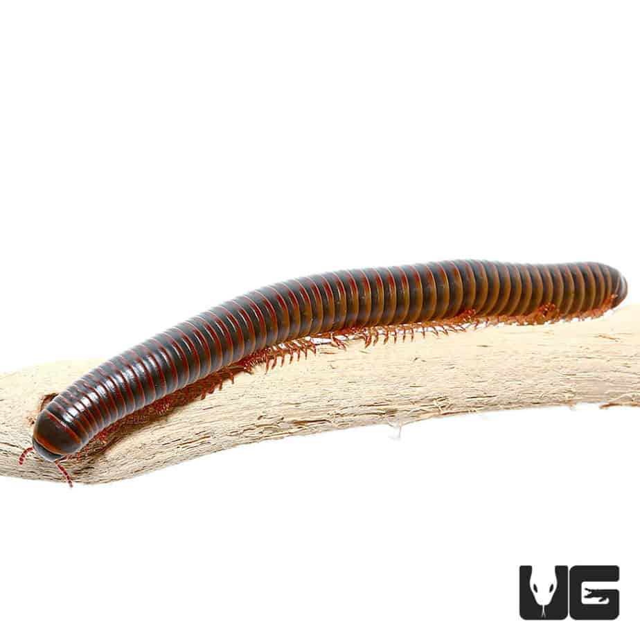 American Giant Millipede (Narceus americanus) For Sale - Underground ...