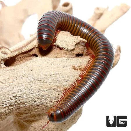 American Giant Millipede (Narceus americanus) For Sale - Underground ...