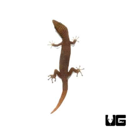 Ashy Geckos (Sphaerodactylus elegans) For Sale - Underground Reptiles