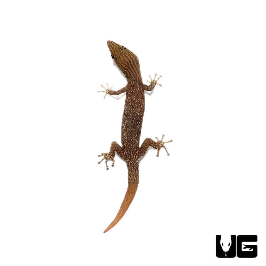 Ashy Geckos (Sphaerodactylus elegans) For Sale - Underground Reptiles