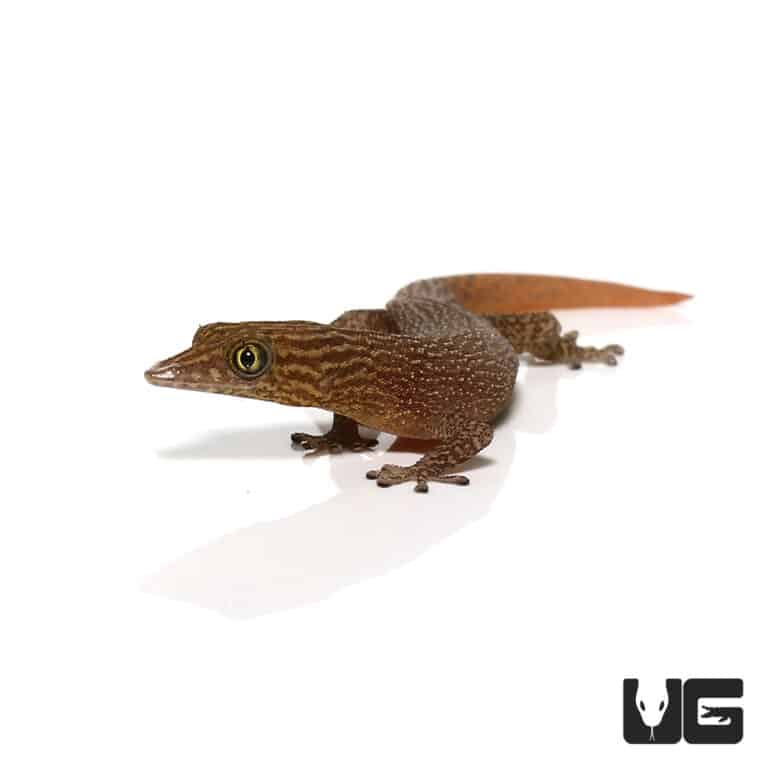 Ashy Geckos (Sphaerodactylus elegans) For Sale - Underground Reptiles