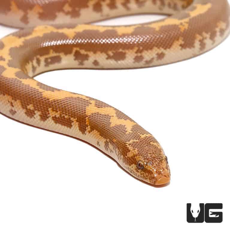 Boas For Sale - Underground Reptiles