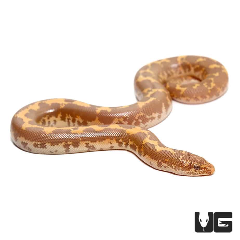 Baby Albino Kenyan Sand Boa - Underground Reptiles