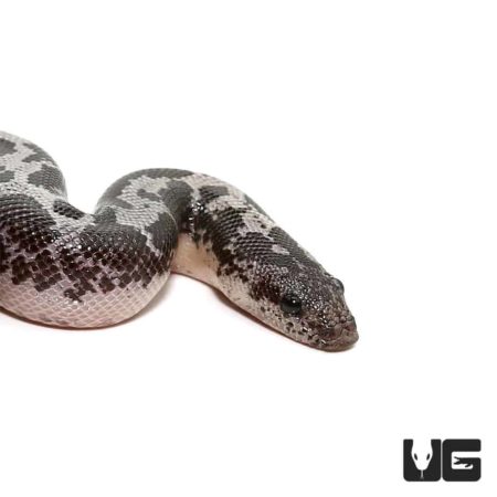 Baby Anery Kenyan Sand Boas For Sale - Underground Reptiles