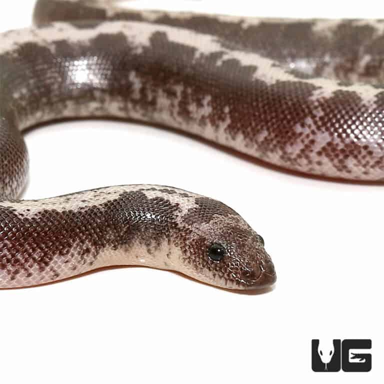 Baby Anery Kenyan Sand Boas For Sale - Underground Reptiles Baby Anery Kenyan Sand Boas For Sale - Underground Reptiles