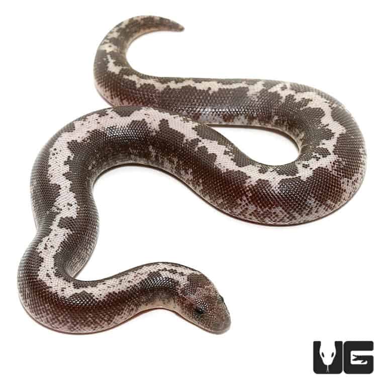 Baby Anery Kenyan Sand Boas For Sale - Underground Reptiles Baby Anery Kenyan Sand Boas For Sale - Underground Reptiles