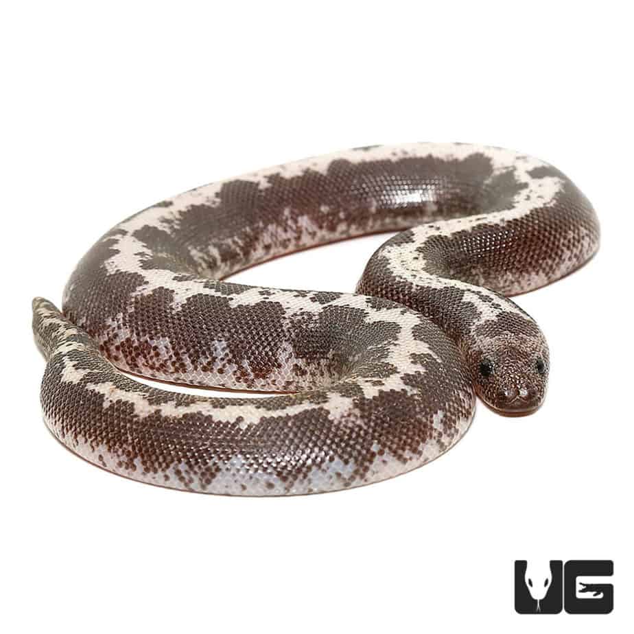 Baby Anery Kenyan Sand Boas For Sale - Underground Reptiles